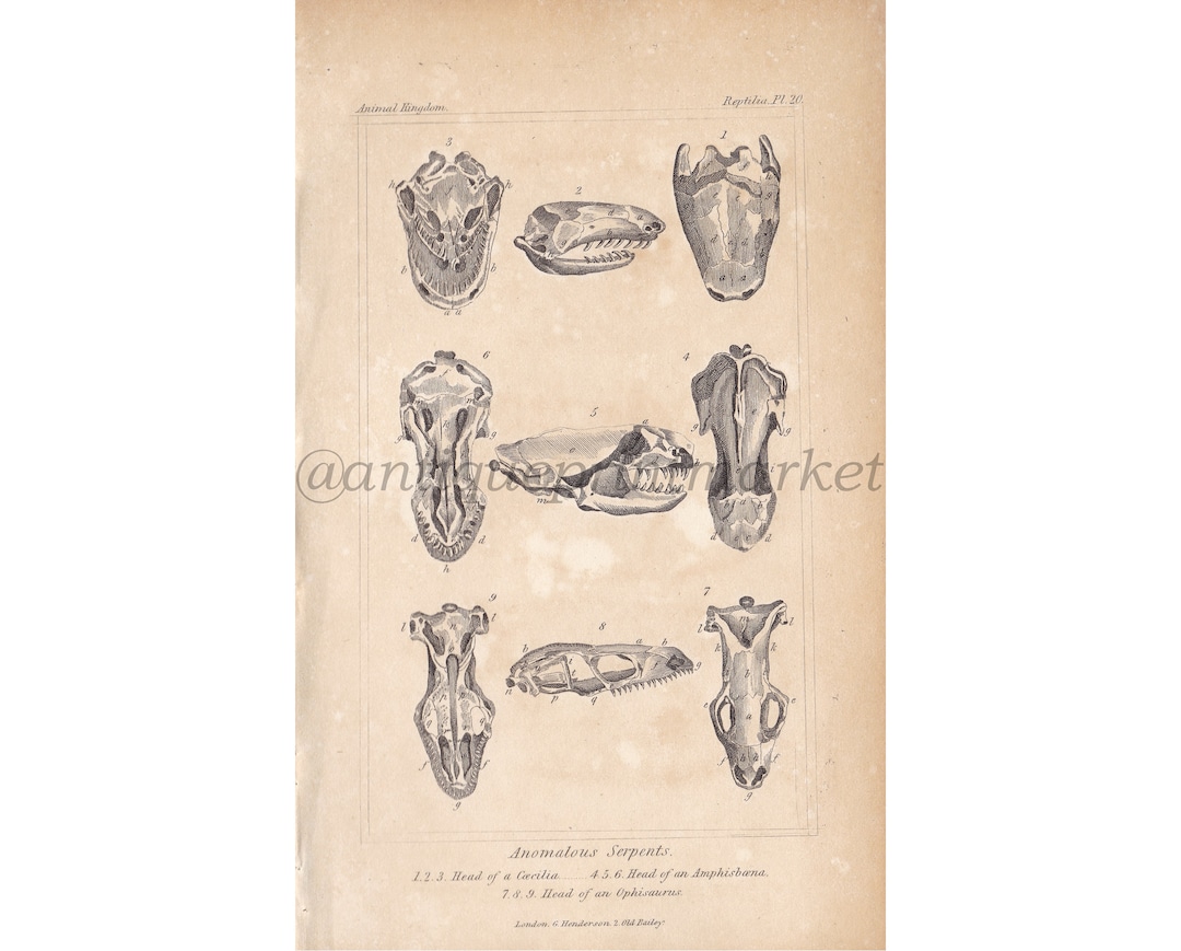 Curious Original Serpent Skulls Reptiles Print 1834 George Baron Cuvier ...