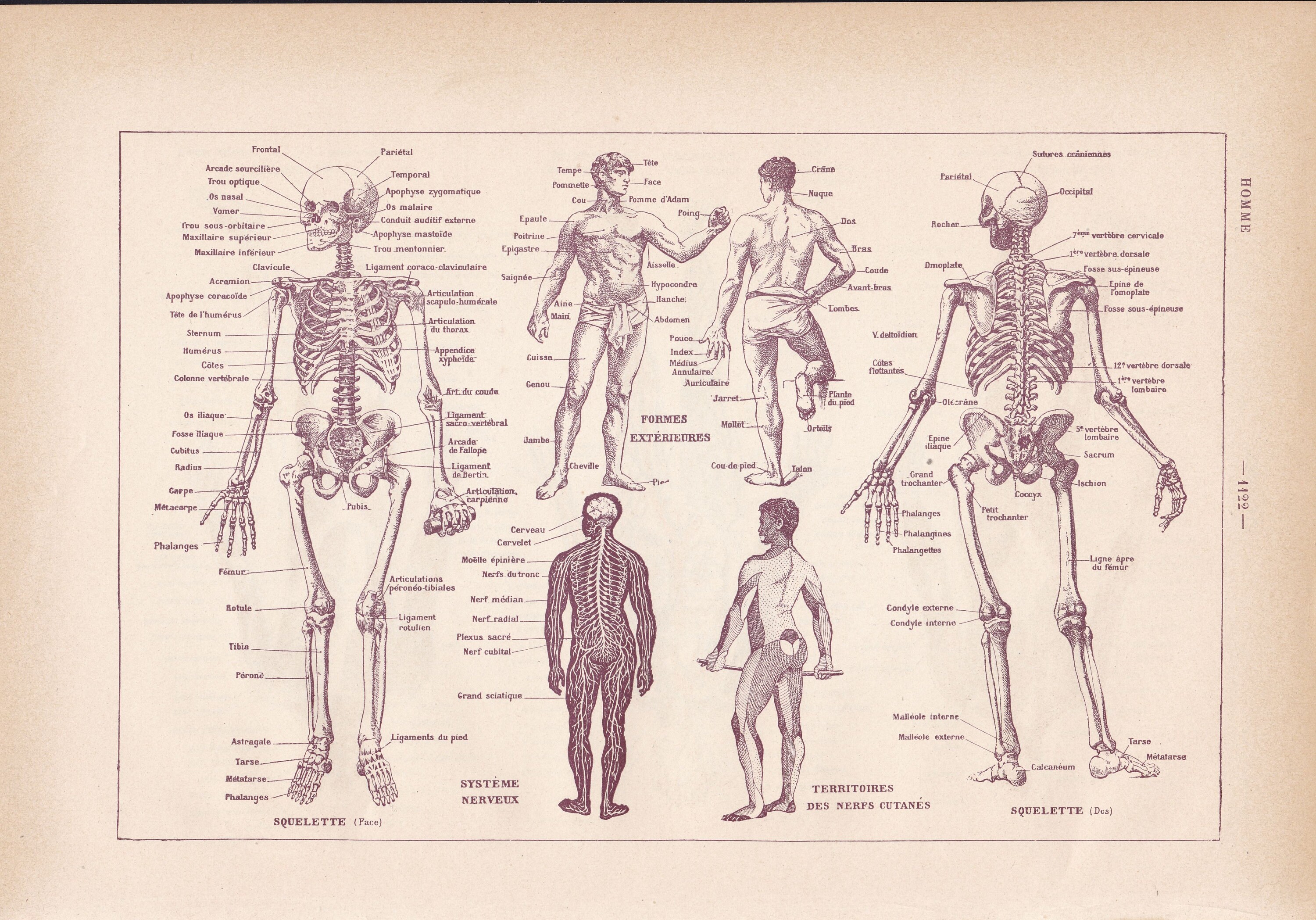Original French Man Anatomy Lithograph From LAROUSSE Nouveau - Etsy