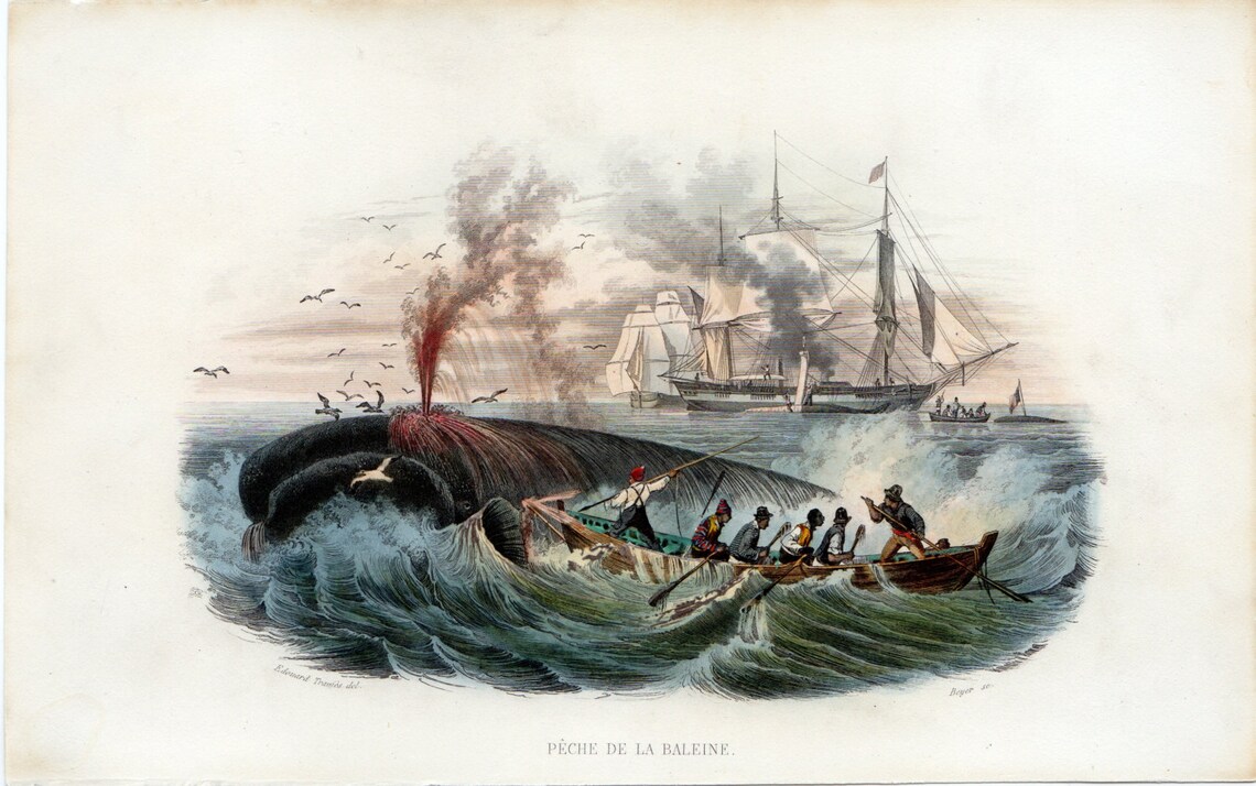 1850 Whaling Print by French Artist Edouard TRAVIES Sea Life Fish Ocean ...