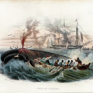 1850 Whaling Print by French Artist Edouard TRAVIES Sea Life Fish Ocean ...