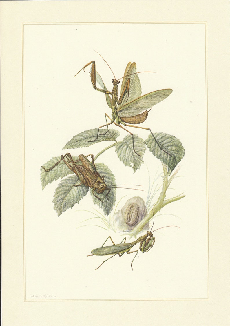 Original Vintage 1961 Praying Mantis or Walking Stick Insect - Etsy