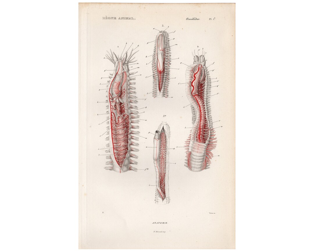 Annelid Worm Anatomy Print: 1836 Cuvier Hand-colored Engraving - Etsy