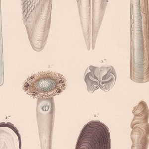 Antique Original Shell Barnacle Anatomy Print Charles D’orbigny ...
