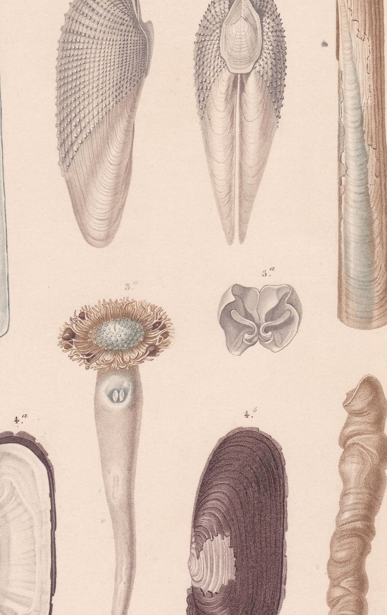 Antique Original Shell Barnacle Anatomy Print Charles D’orbigny ...