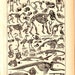Original French Skeleton Lithograph From LAROUSSE Nouveau Larousse ...