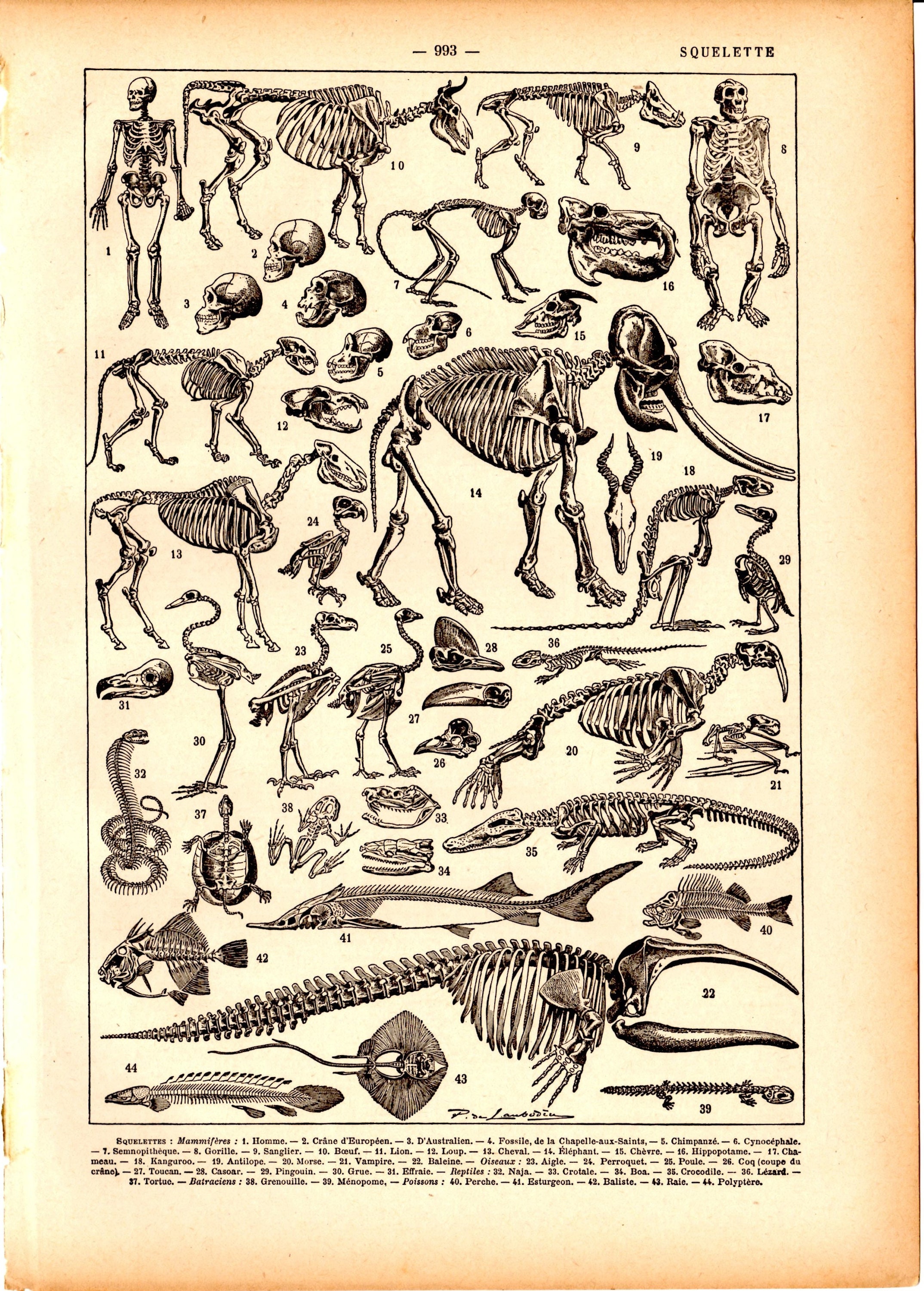 Original French Skeleton Lithograph From LAROUSSE Nouveau Larousse ...