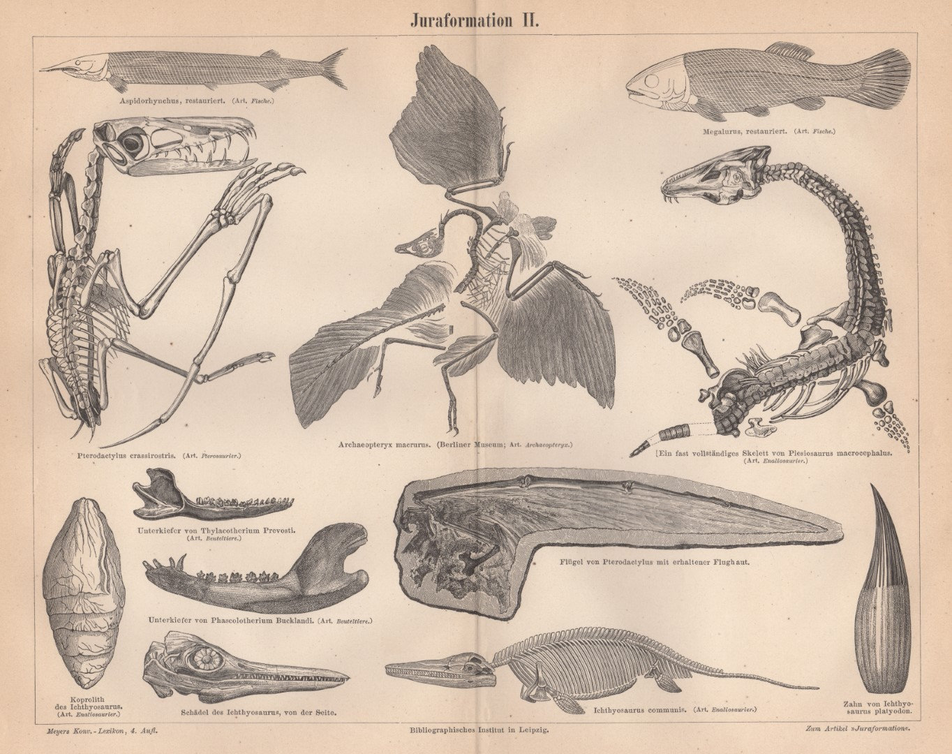 Antieke jaren 1900 Prehistorische Paleontologie Botten | Etsy