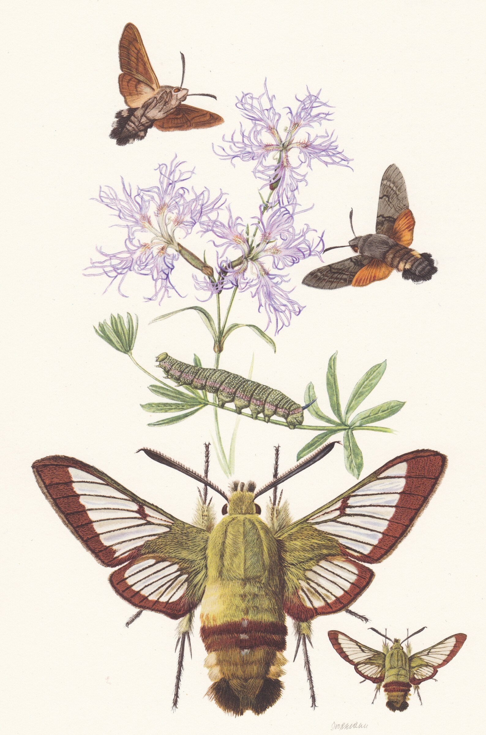 Original Vintage Hawk Moth Lepidoptera Sphingidae Caterpillar Insect ...