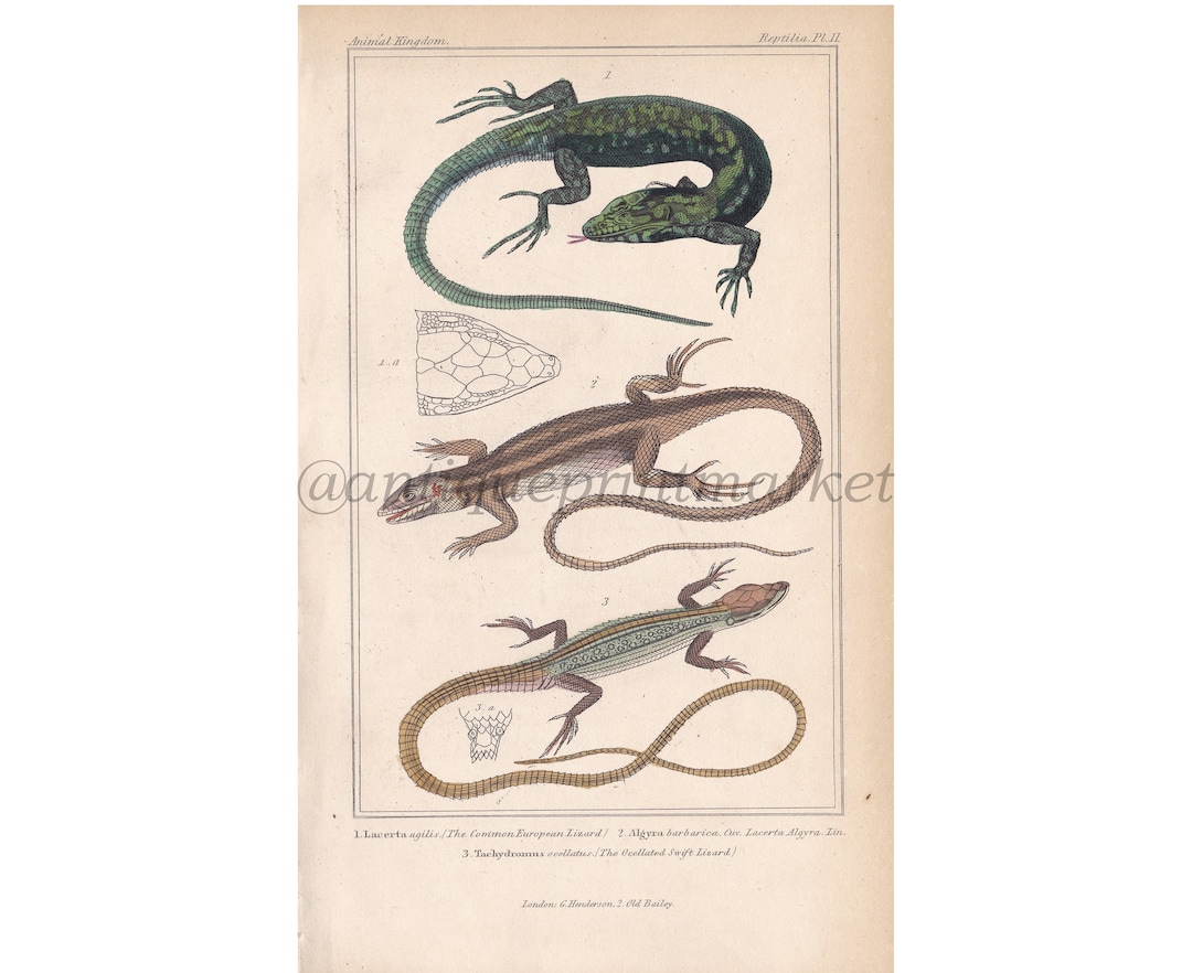 Rare Antique Original Lizards Reptiles Swift European Print 1834 George ...