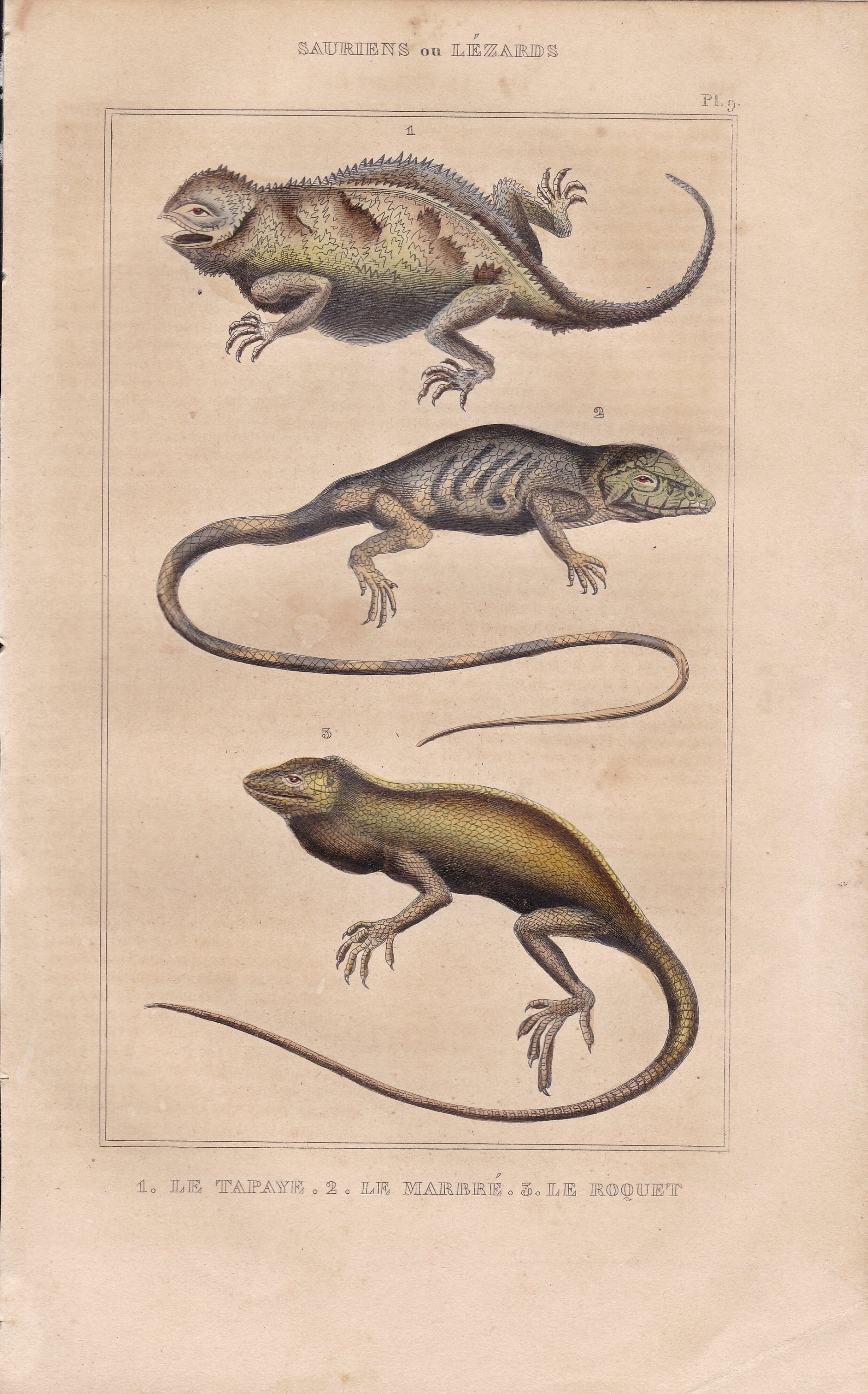 Original Antique Reptile Lizard Gecko Skink French Original Engraving ...