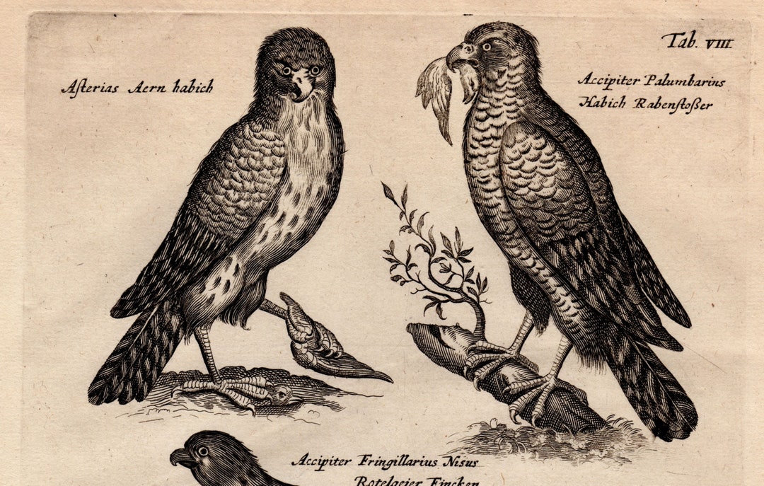 1657 Antique Hawks Eagles Buzzard Falcon Bird of Prey Bird Engraving ...