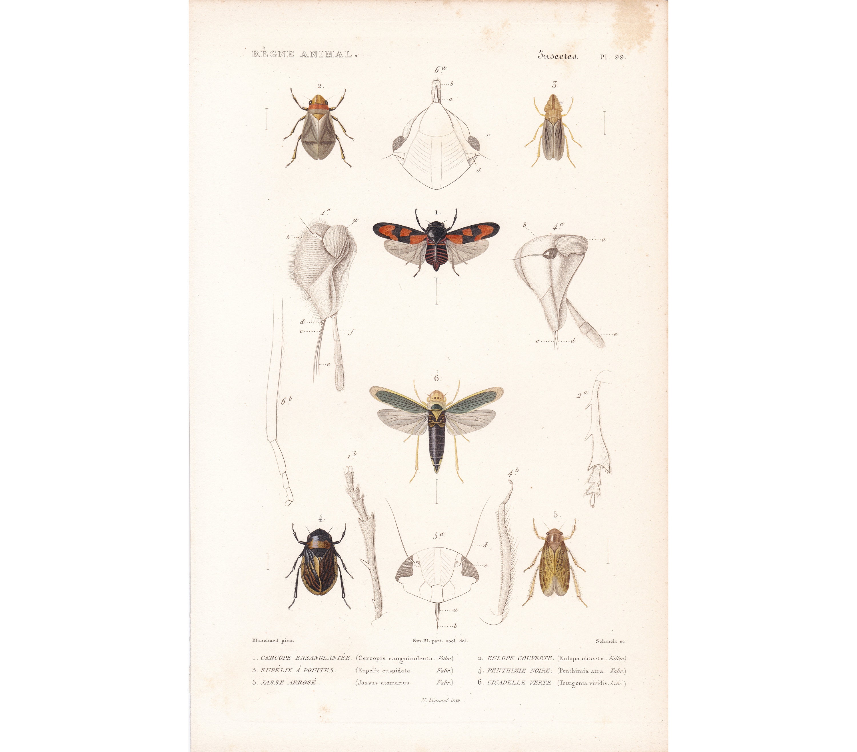 1836 Antique Original Cicada Leafhoppers Bugs Engraving Le Règne Animal ...