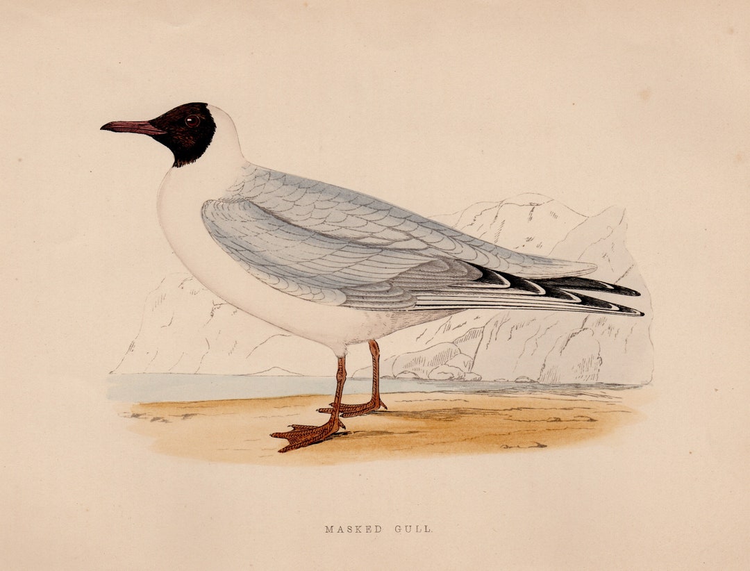 Antique Original Masked Gull Rev F Morris A History of British Birds ...