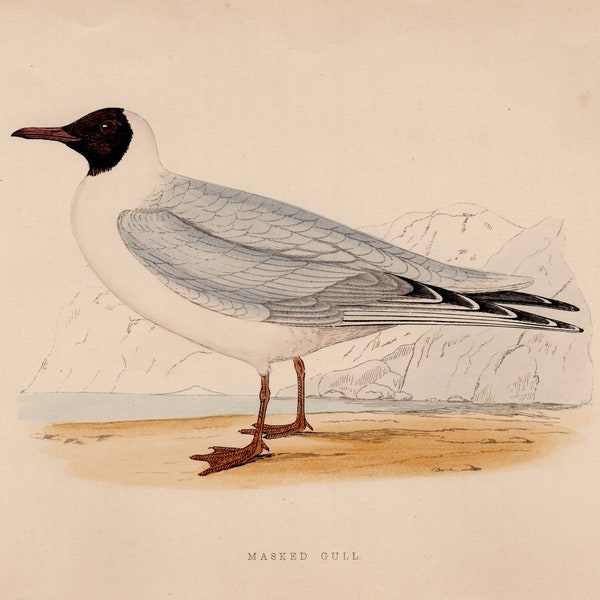 Sea Bird Print - Etsy