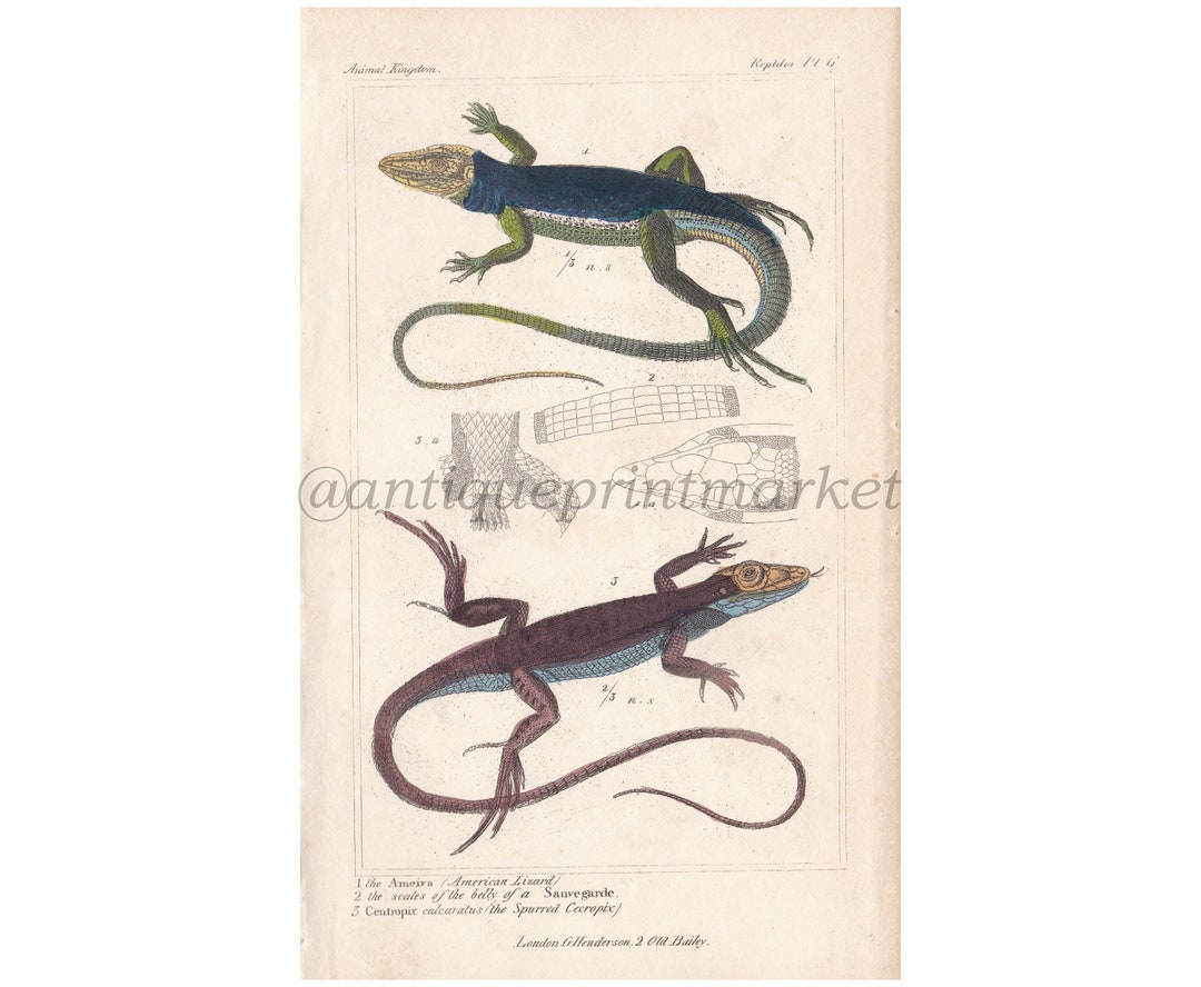 Rare Antique Original Lizards American Cecropix Print 1834 George Baron ...