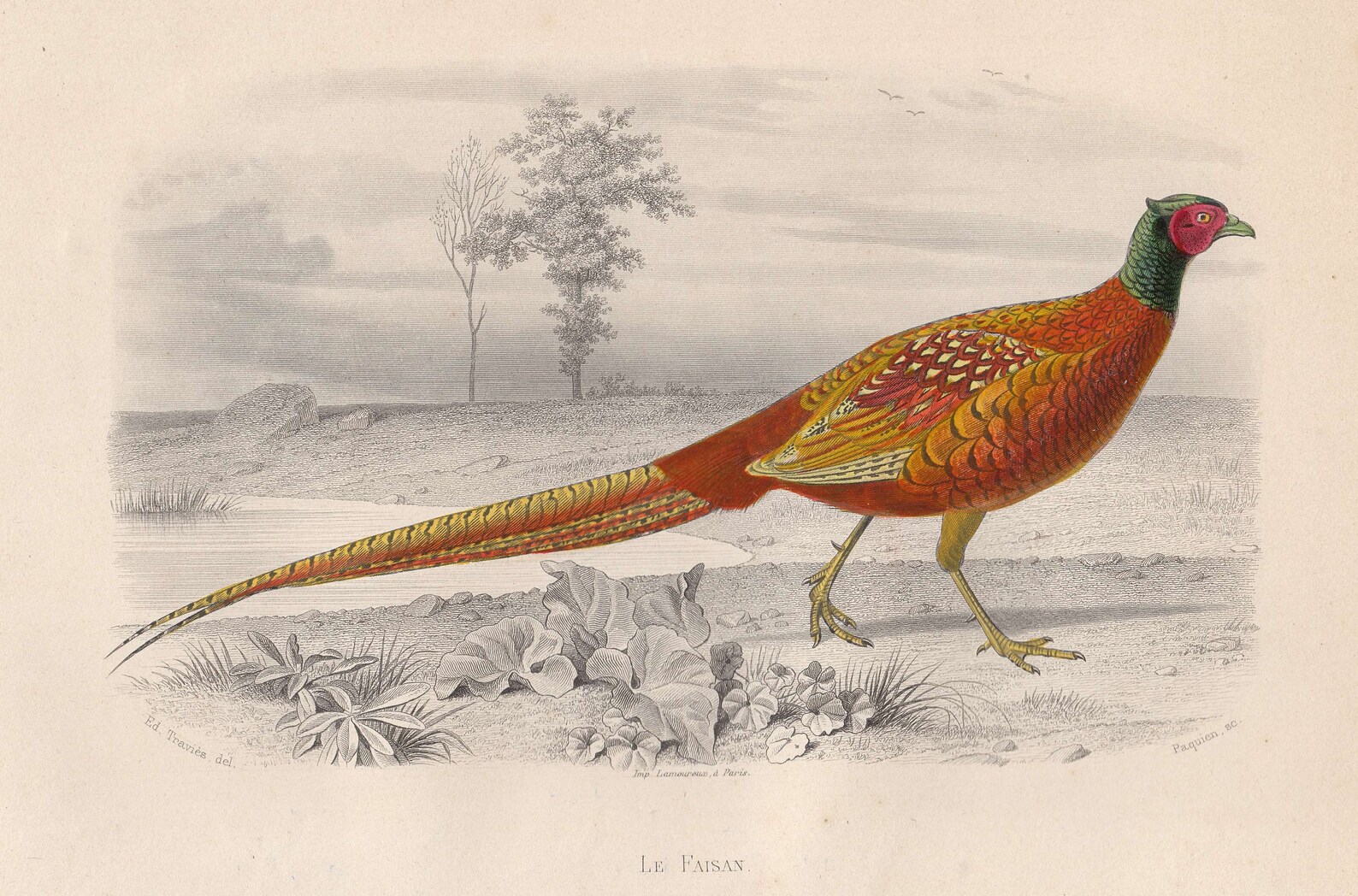 Rare Original Antique Pheasant Game Bird Hand Colored Engraving From ...