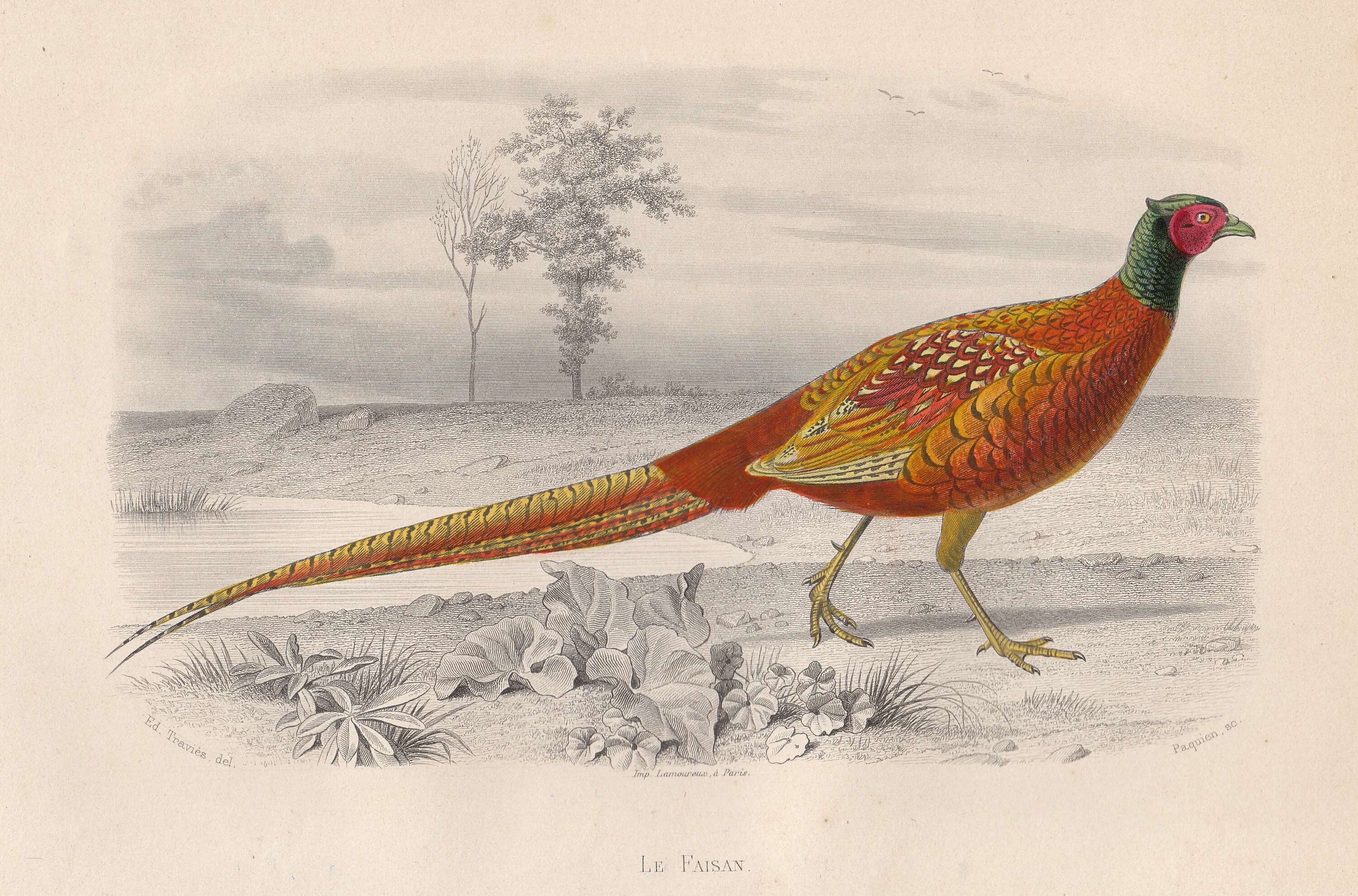 Rare Original Antique Pheasant Game Bird Hand Colored Engraving From ...