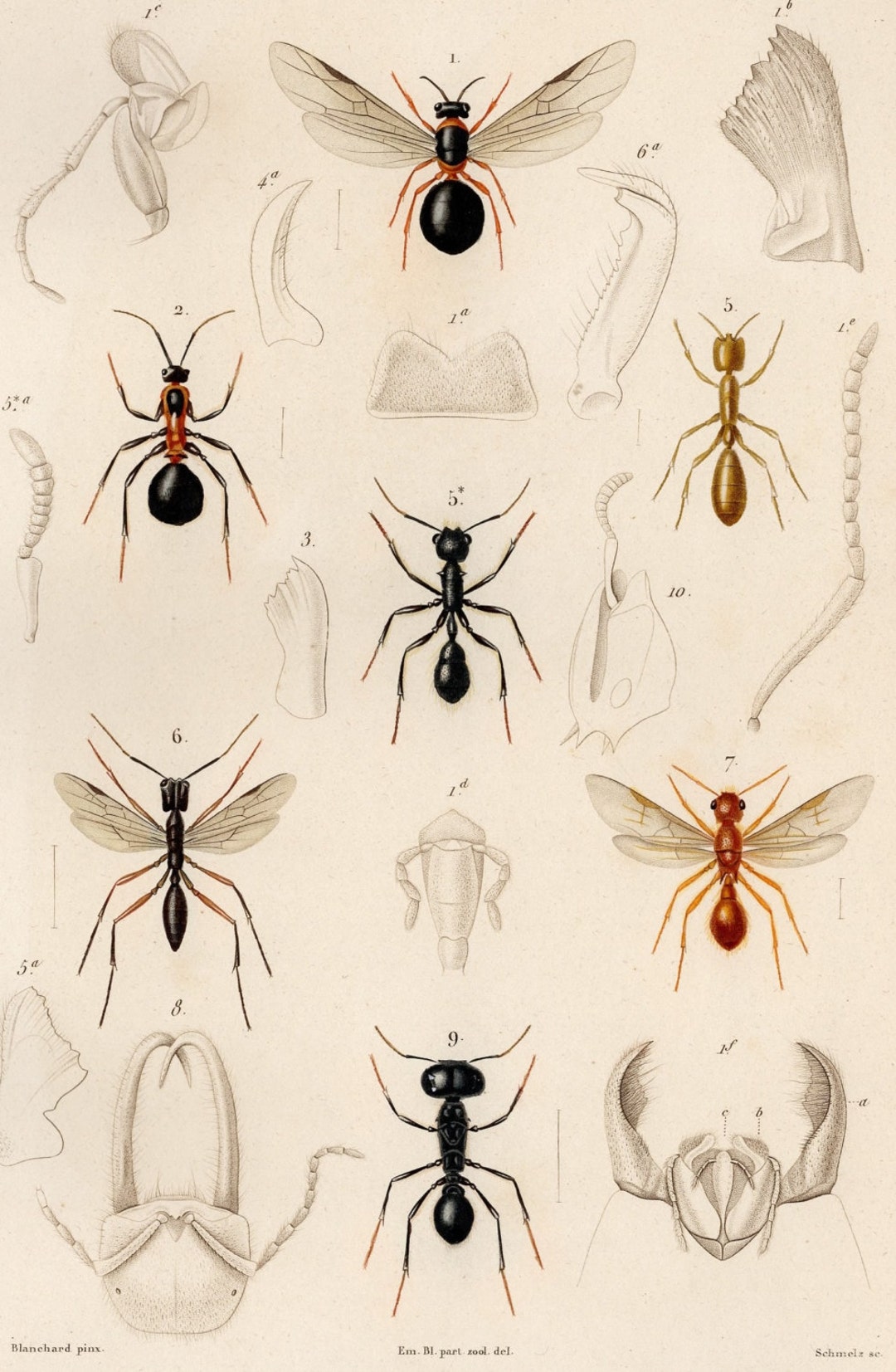 1836 Antique Original Engraving Le Règne Animal Paris - Etsy UK