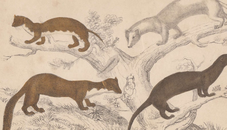 1856 Rare Antique Original Weasel Ferret Stoat Pine Martin Rodent Print ...