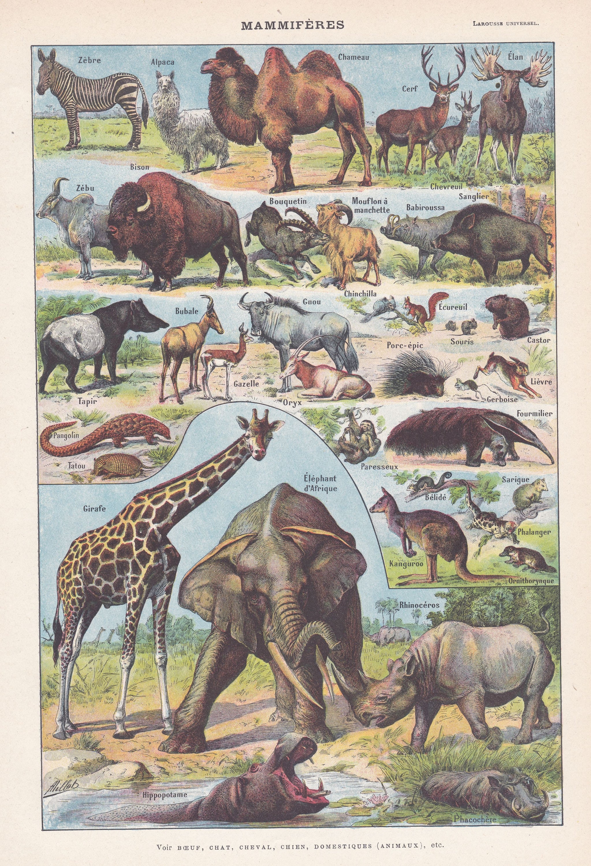 Lithographs Prints Original French Mammals Lithograph from LAROUSSE ...