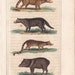 Original Antique Civet Coffee Poo Cat Genet Collared Peccary Hog Hand ...