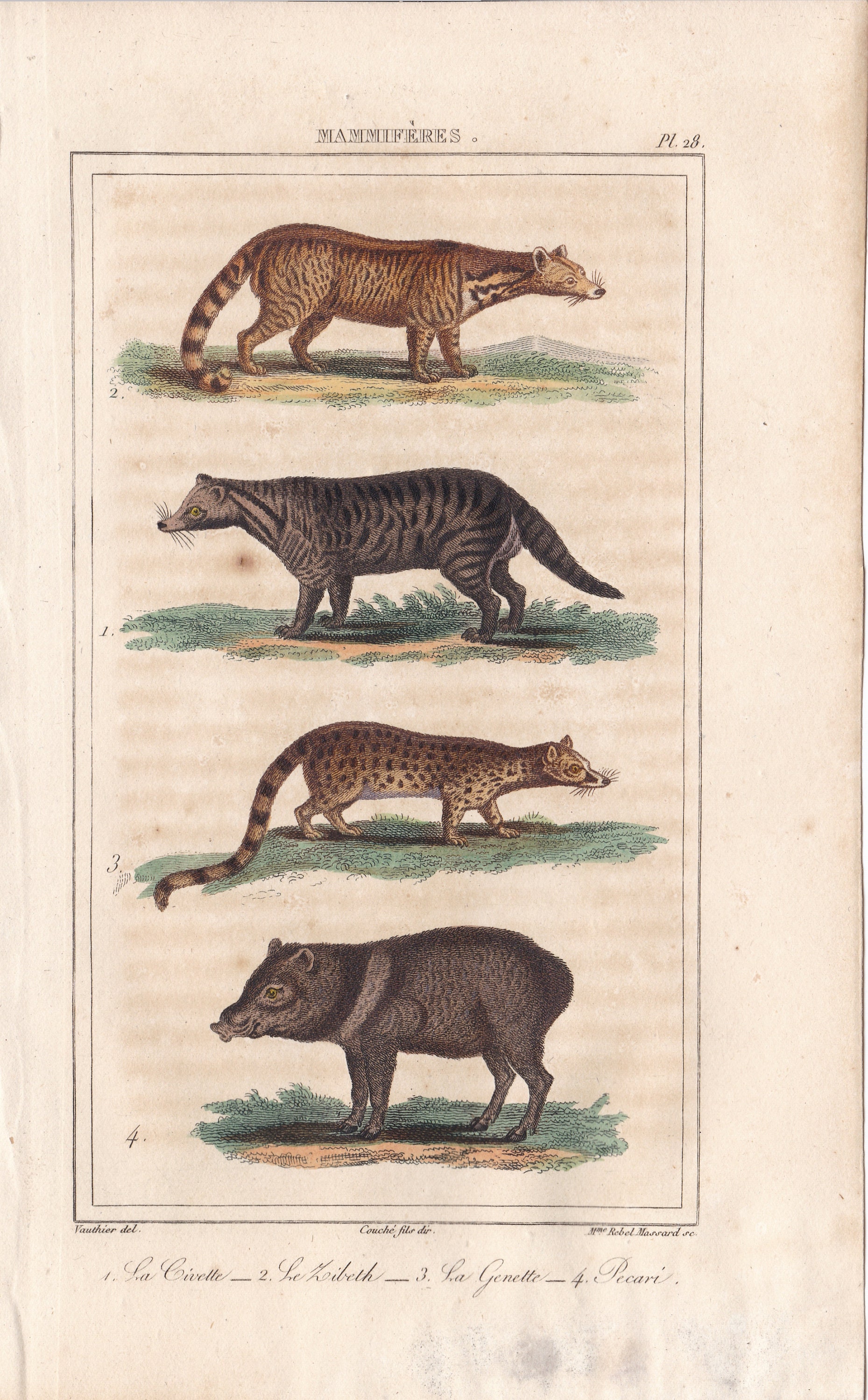 Original Antique Civet Coffee Poo Cat Genet Collared Peccary - Etsy