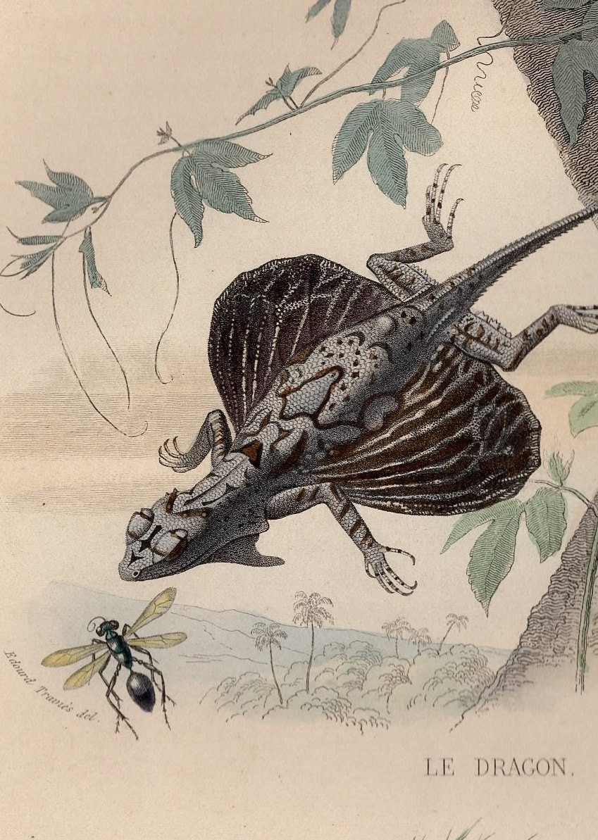 1839 Rare Antique Seps Dragon Lizard Reptile Original Print | Etsy