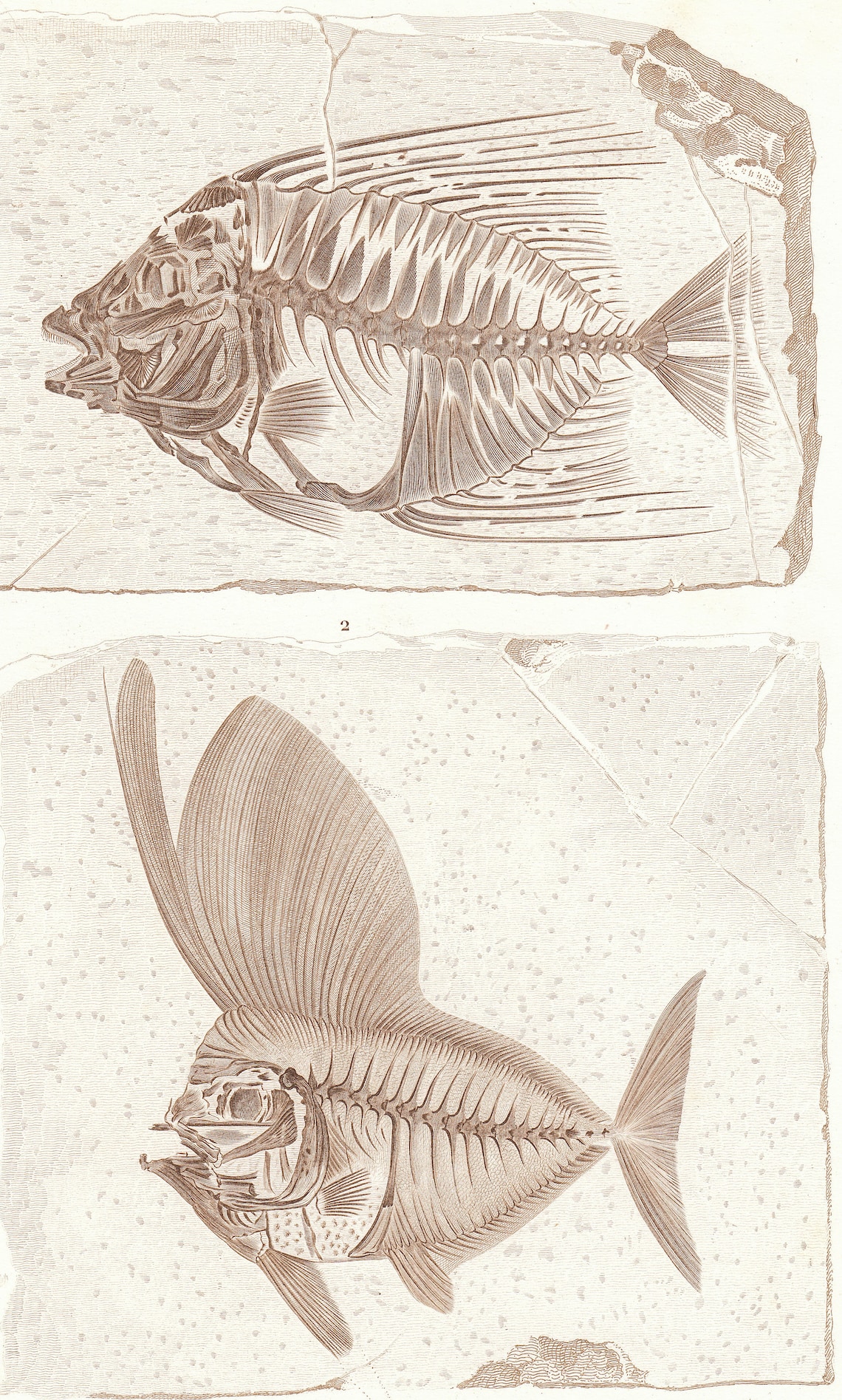 Rare Antique Original Fossils of Pre-historic Fish 1849 Print - Etsy