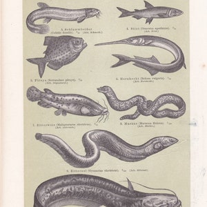 Antique 1895 Different Fish Species German Chromolithograph Lithograph ...
