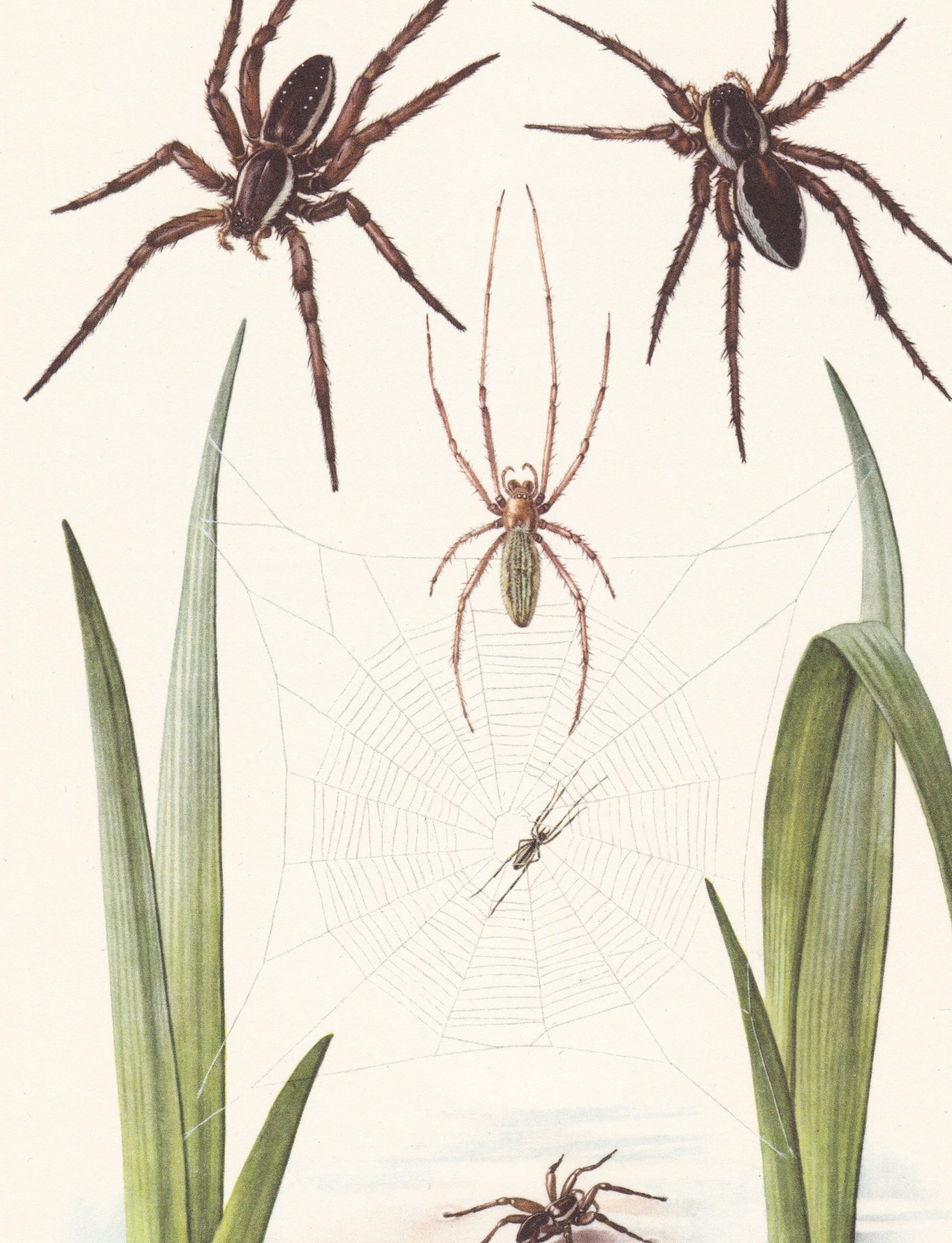 Original Vintage 1961 Pond Water Spider on Web Insect Print - Etsy UK