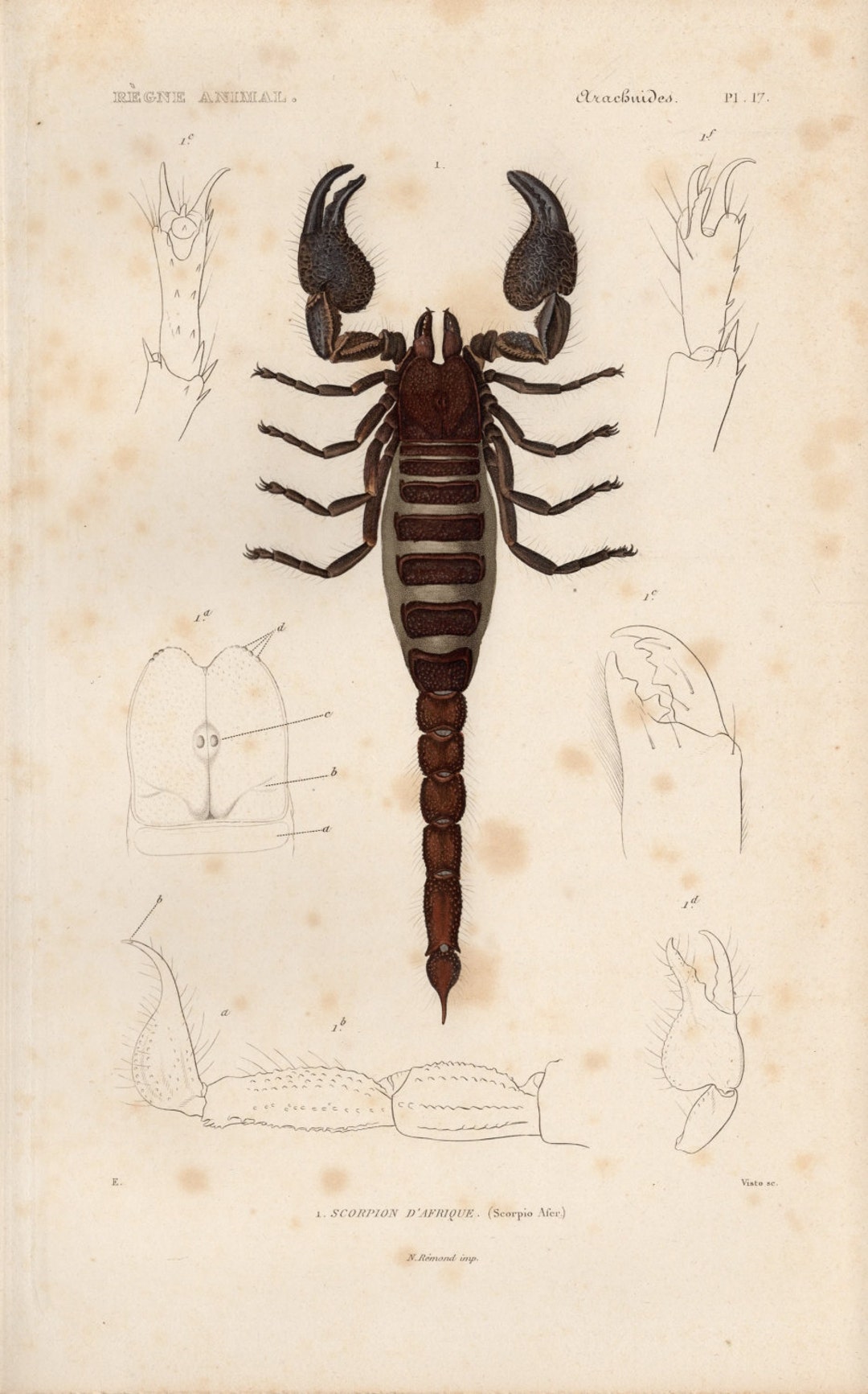 1836 Antique Original Engraving Le Règne Animal Paris Arachnid Scorpion ...