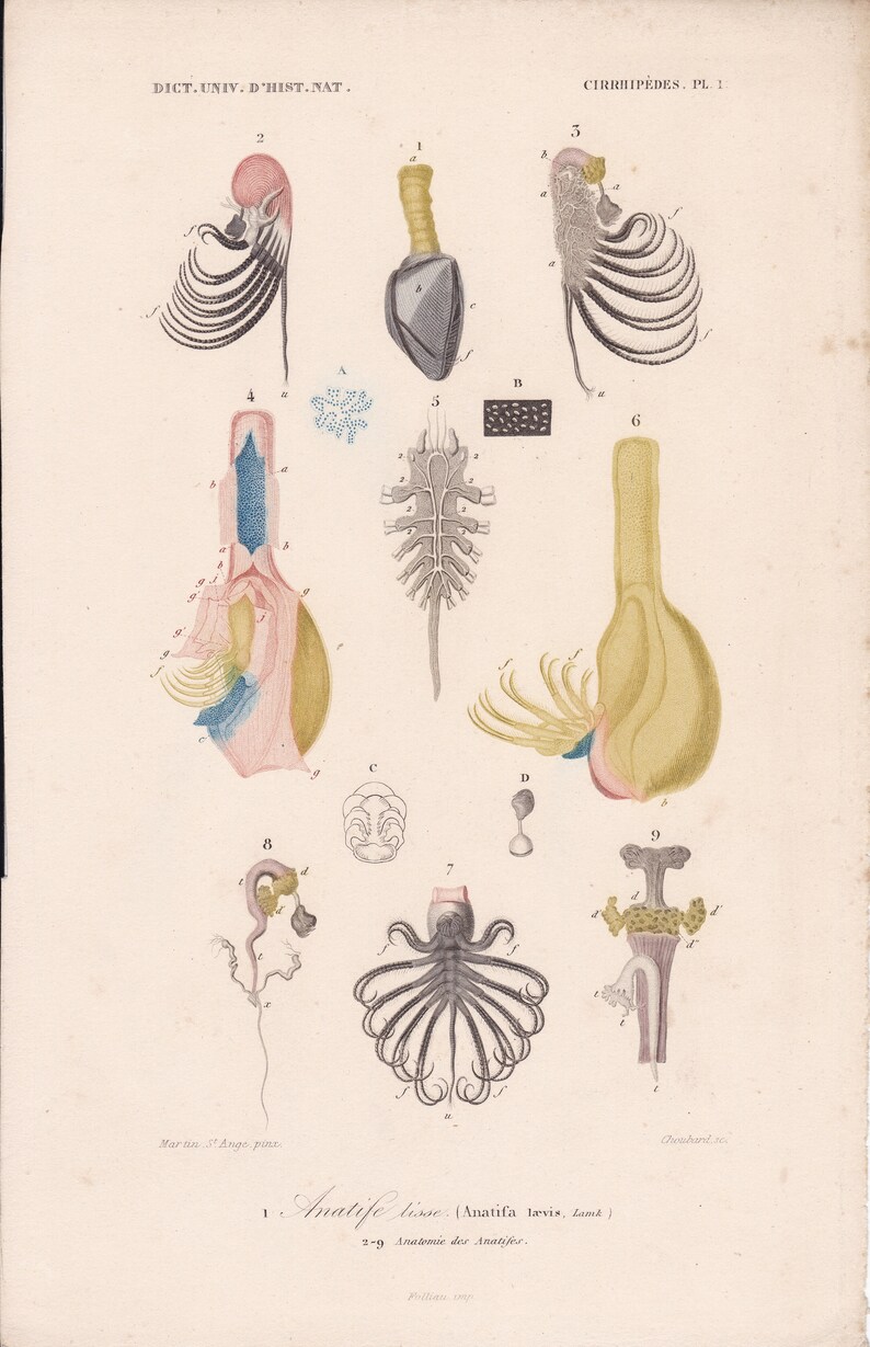 Antique Original Shell Barnacle Anatomy Print Charles D’orbigny ...