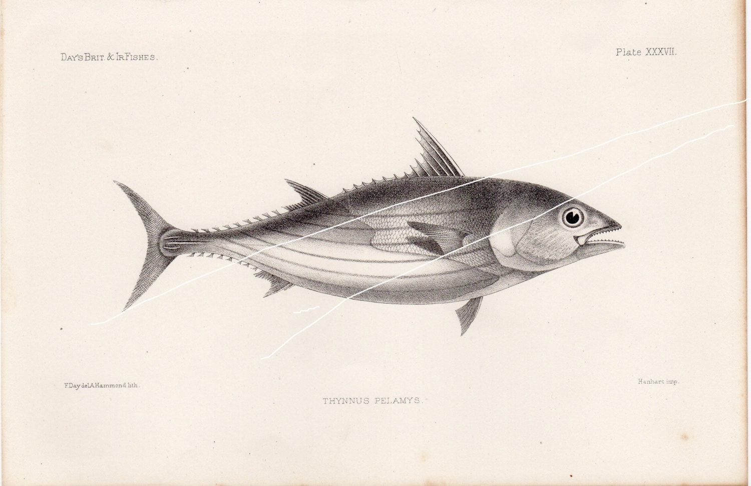1884 Antique Skipjack Tuna Lithograph the Fishes of Great Britain ...