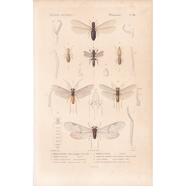 Anatomy Plates - Etsy