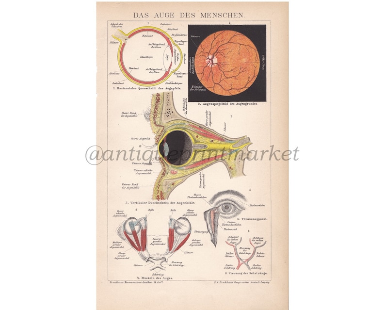 Antique 1892 Eye Anatomy German Chromolithograph Lithograph - Etsy