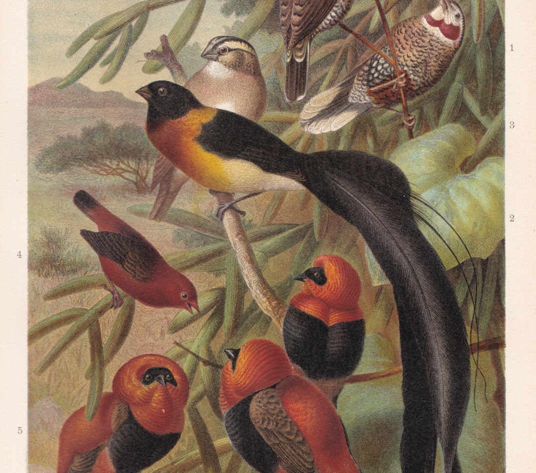 1900 Original Antique Weaver Birds Original Print Chromolithograph From ...