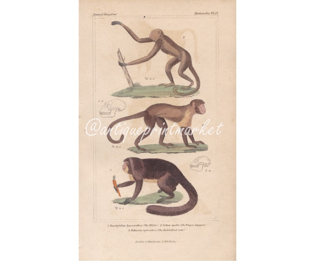 1834 Antique Original Engraving Print Monkey Mikiri Weeper Sapajopu Red ...
