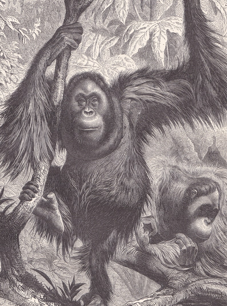 1900 Original Antique Gorillas Primates Monkey Jungle Print ...