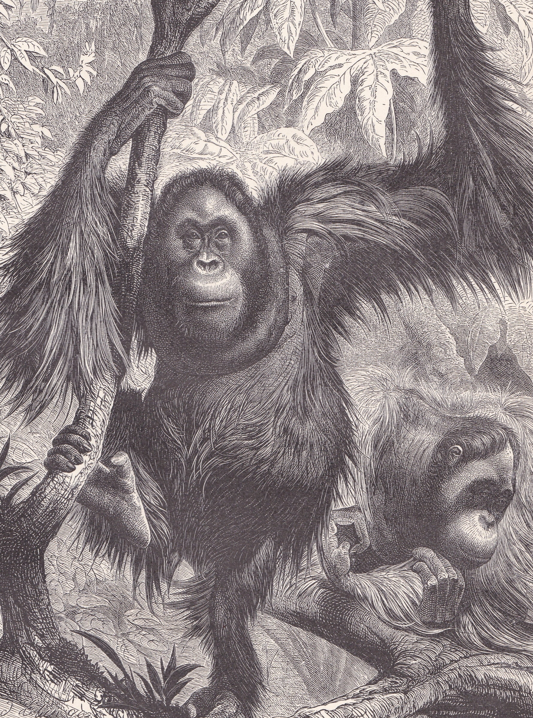 1900 Original Antique Gorillas Primates Monkey Jungle Print - Etsy
