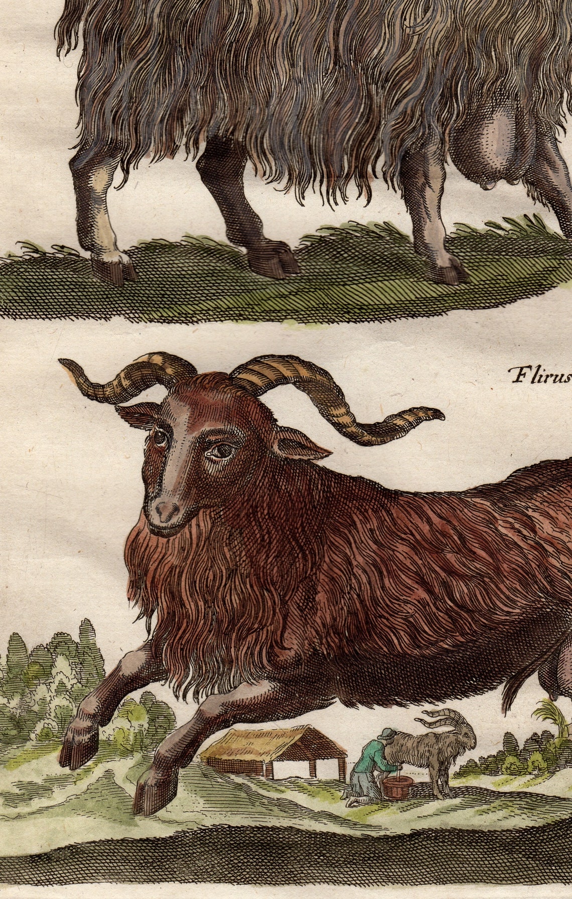 1657 Antique Goats Livestock Engraving Print Historia - Etsy