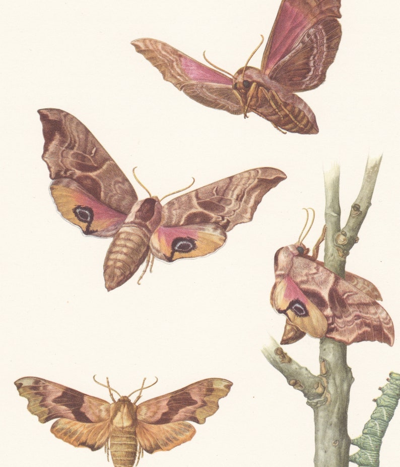 Original Vintage Elephant Hawk Moth Lepidoptera Sphingidae Sphinx ...