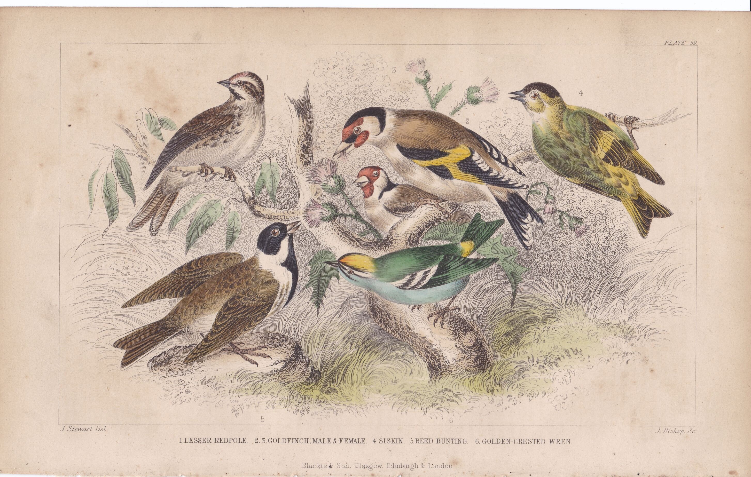 1857 Rare Antique Finch Siskin Wren Species Original Print A History of ...