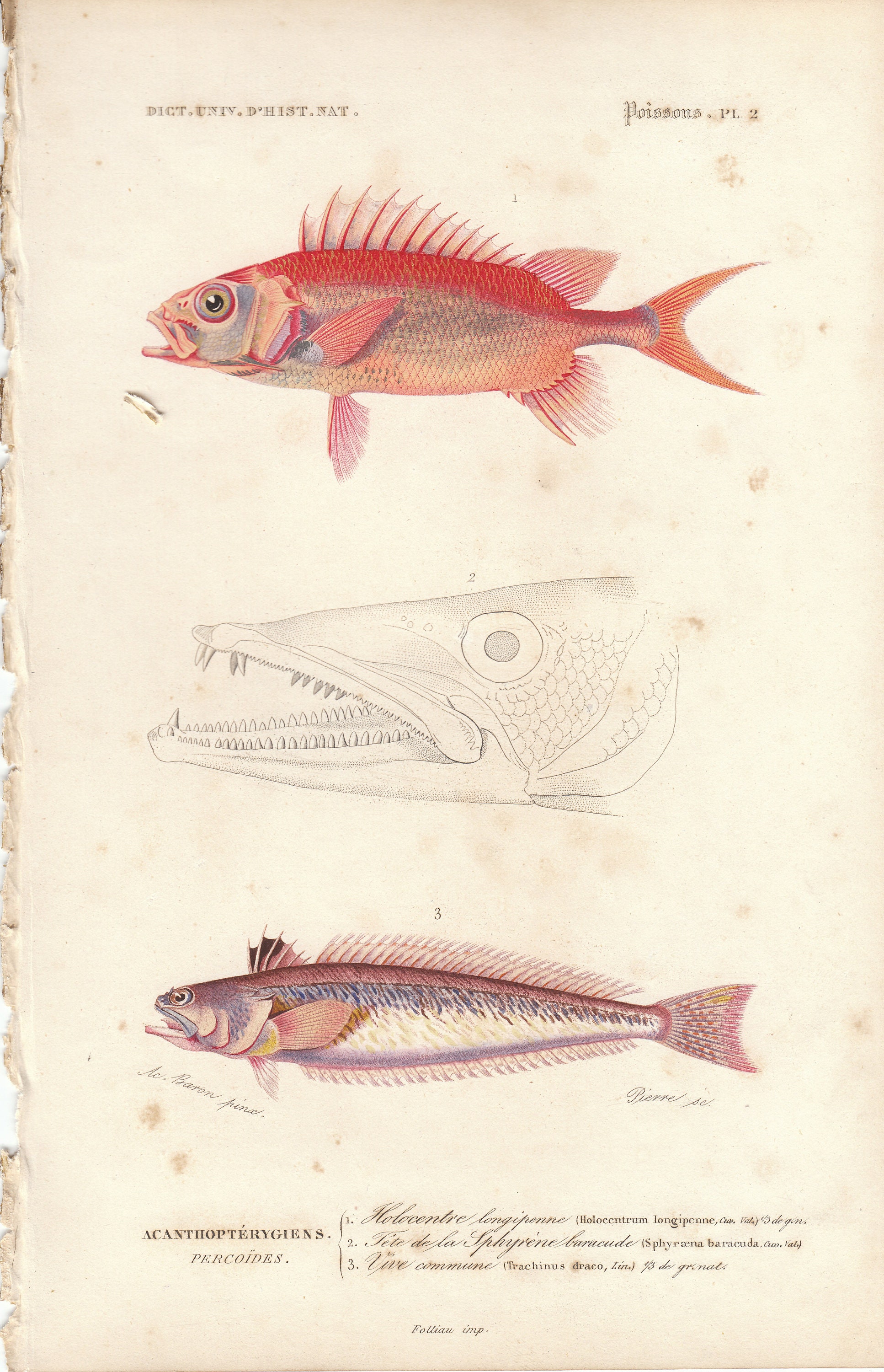 Rare Antique Original Fish 1849 Print Charles D’orbigny’s Dictionnaire ...