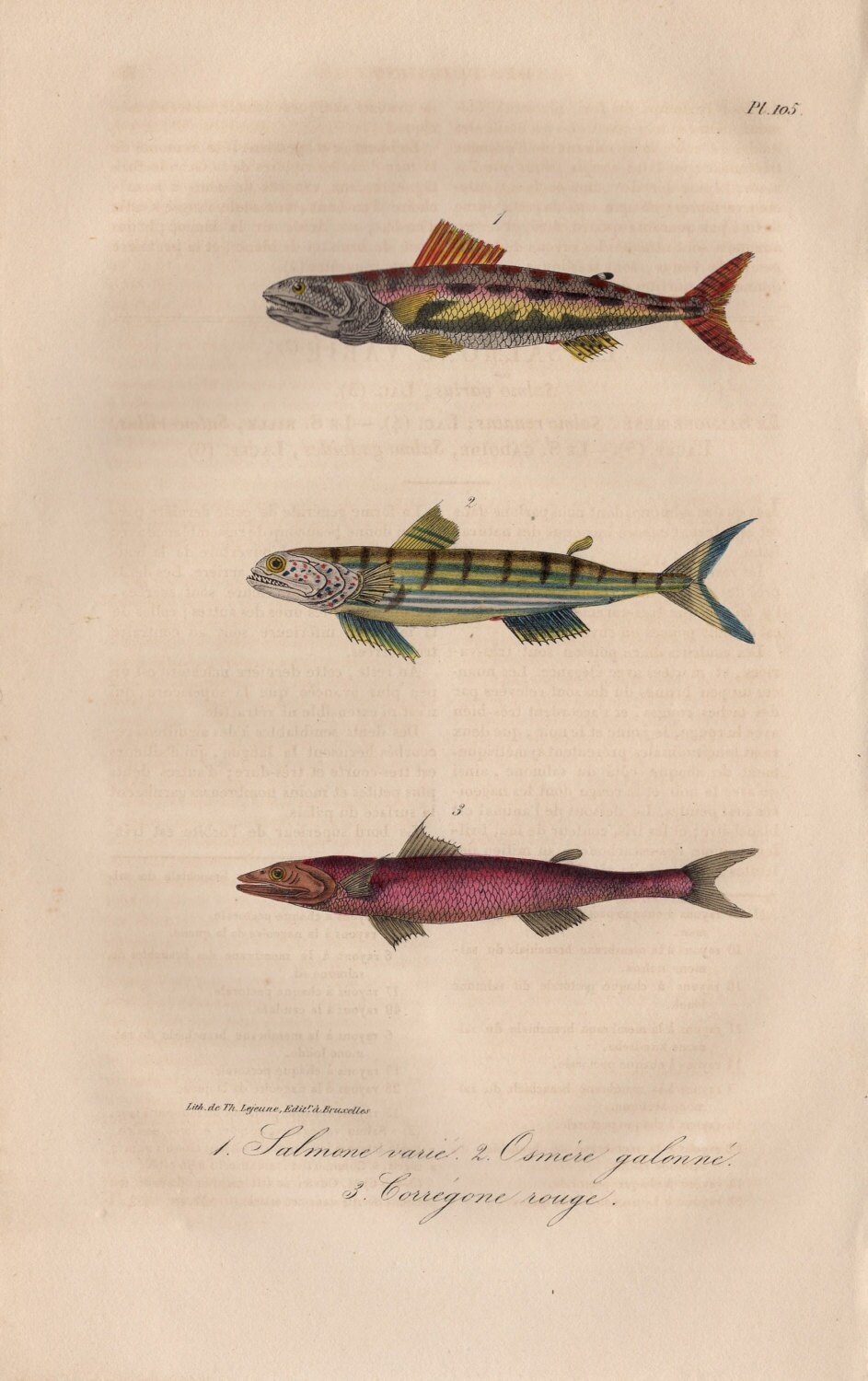 1834 Rare Antique Fish Species Original Print Plate 105 Engraving Hand ...