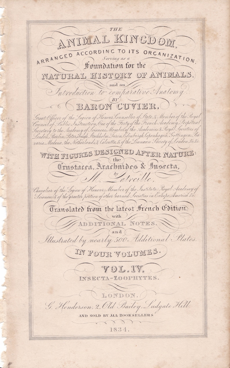 Rare Antique Original Lizards Reptiles Swift European Print 1834 George ...