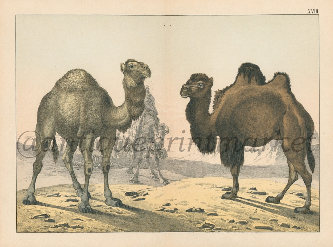 1889 Large Format Antique Camels Desert Print Poster Book Plate Von ...
