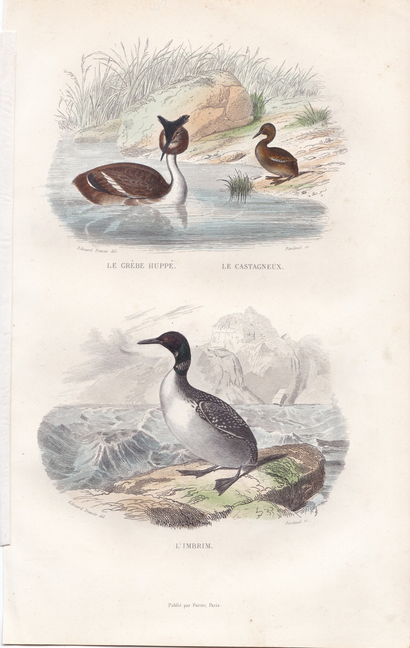 Original Antique Crested Grebe Ducks Birds Hand Colored - Etsy