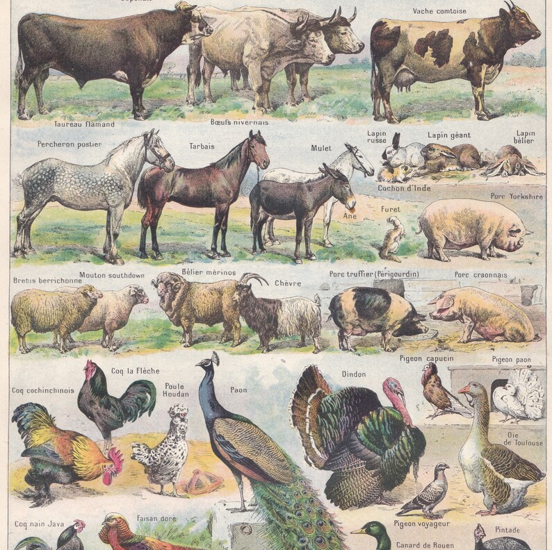 Vintage Original French Domestic Animals Farming Dogs Cats Horses Pigs ...