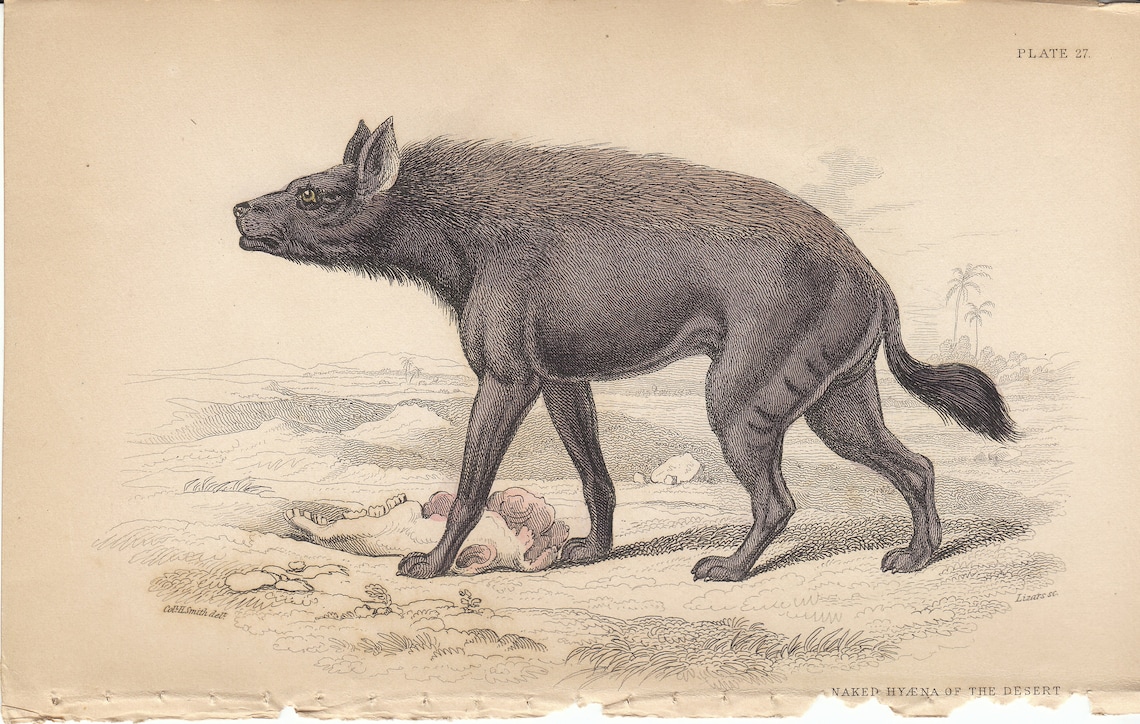 Rare Antique Original Hyena 1840 Jardine Mammalia - Etsy