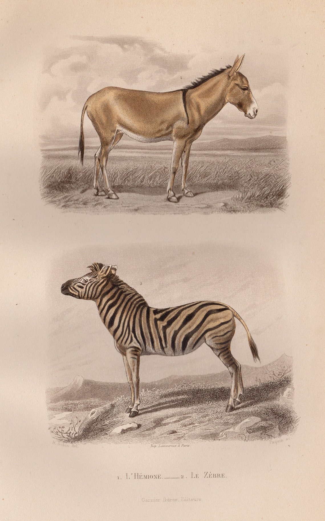 Rare Original Antique Donkey Zebra Horse Hand Colored Engraving From ...